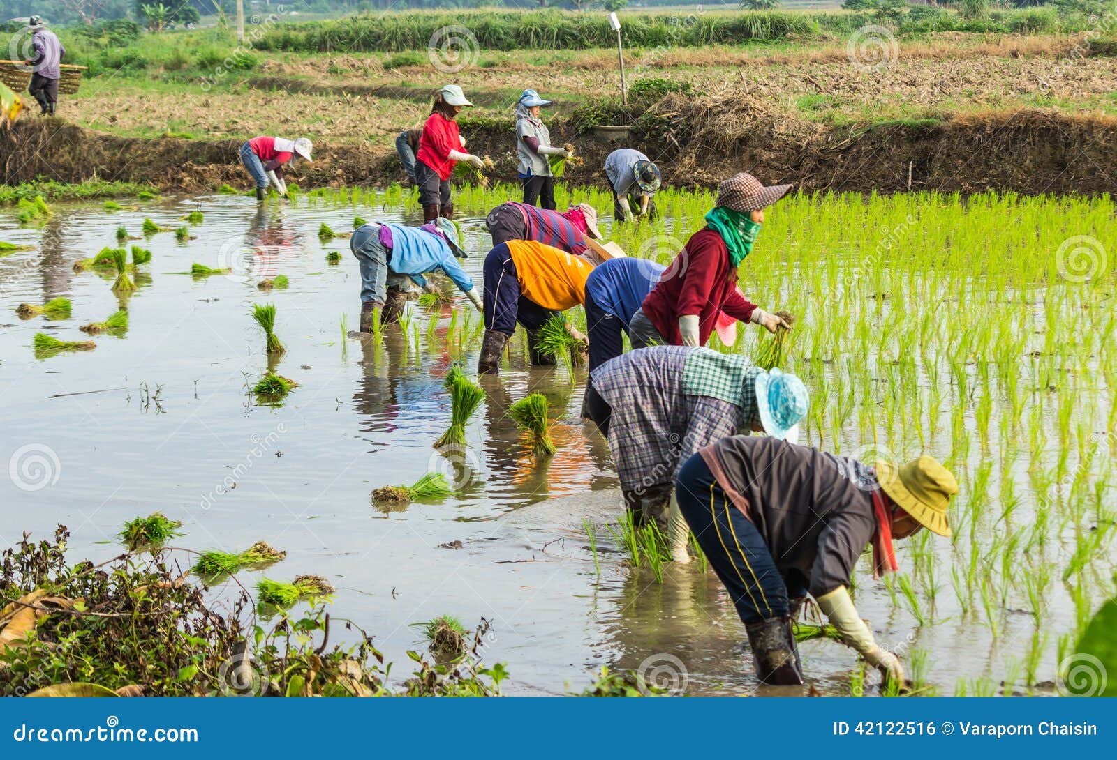 Plantation de riz photo éditorial. Image du agriculture - 42122516