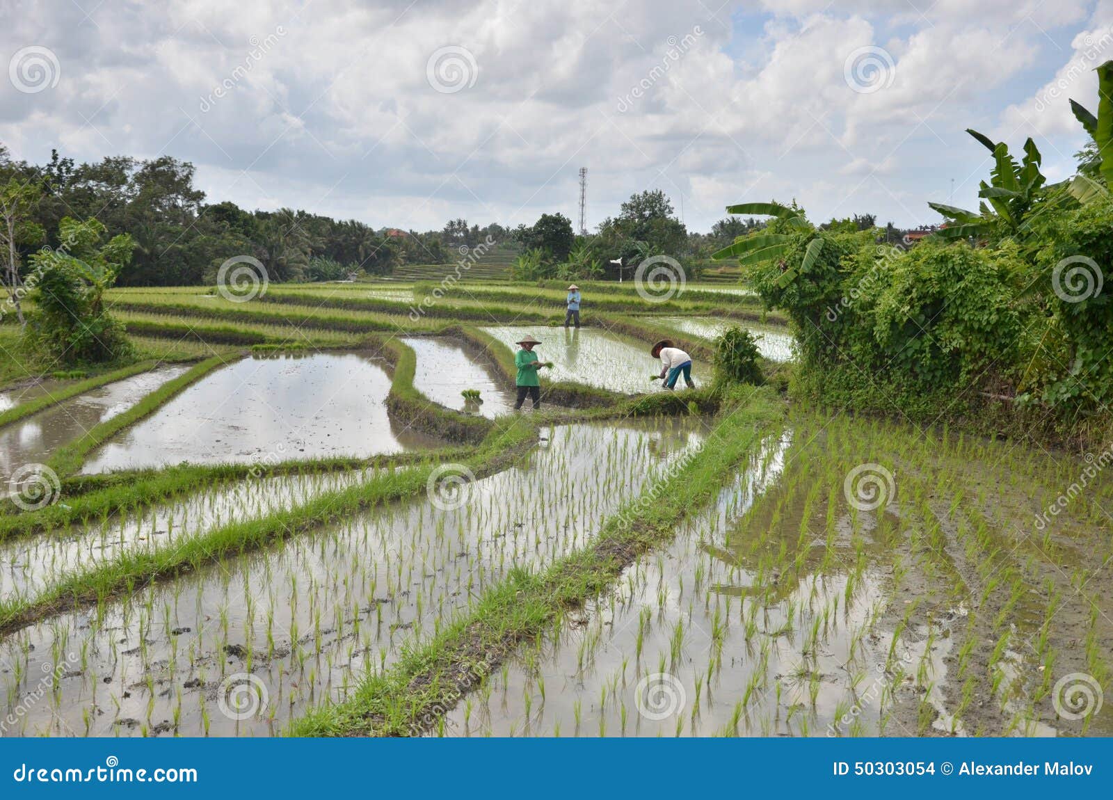 Plantation de riz image stock éditorial. Image of élasticité - 50303054
