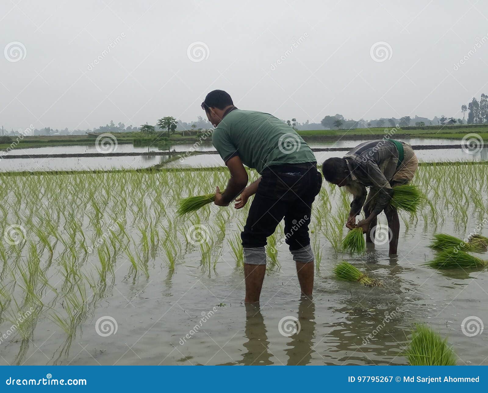 Plantation de riz photographie éditorial. Image du vert - 97795267