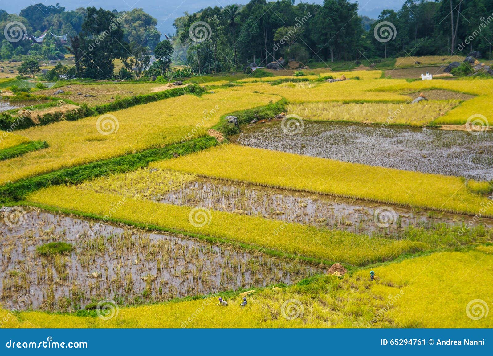 Plantation De Riz De Tanatoraja Image stock - Image du sulawesi, tana ...