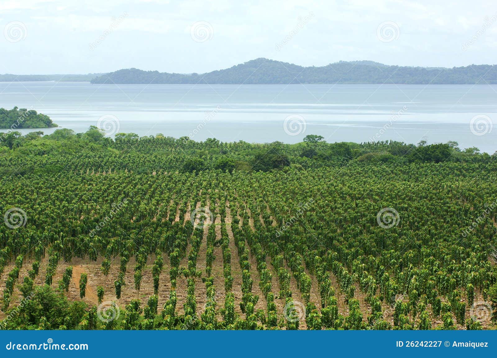 Plantation de teck image stock. Image du latin, abondance - 26242227