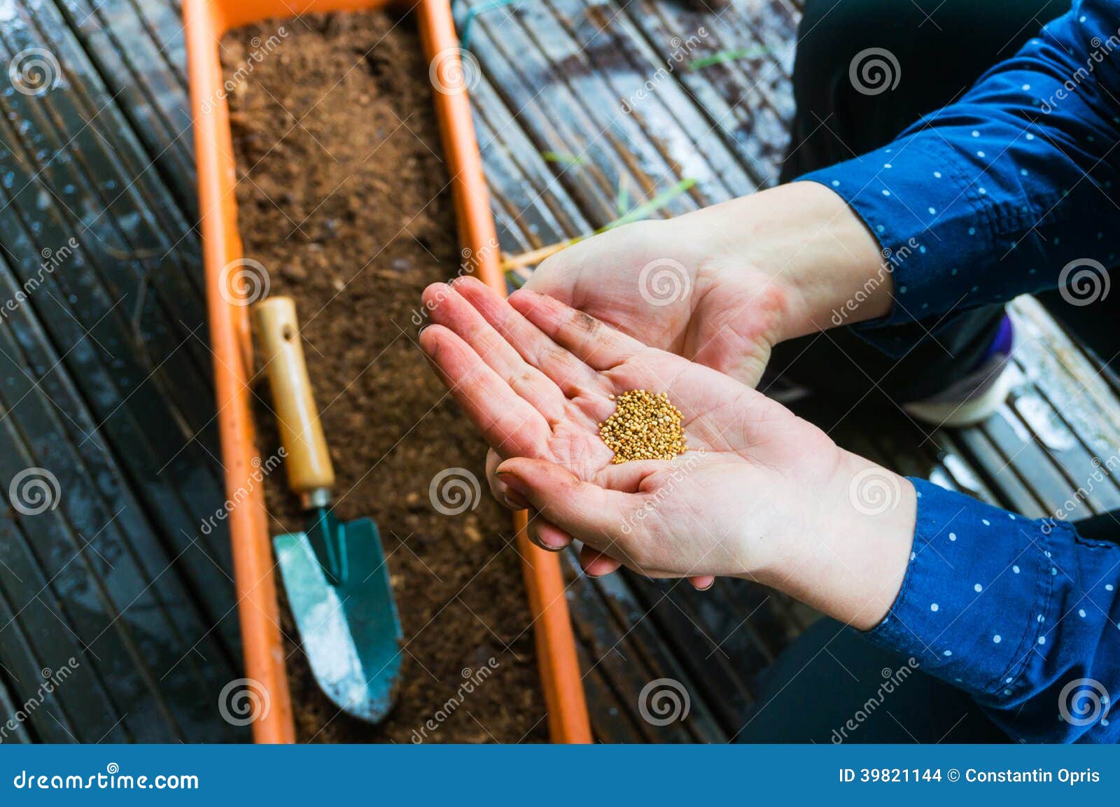 Plantation Des Graines De Fleur Photo stock - Image du jardin, ferme ...