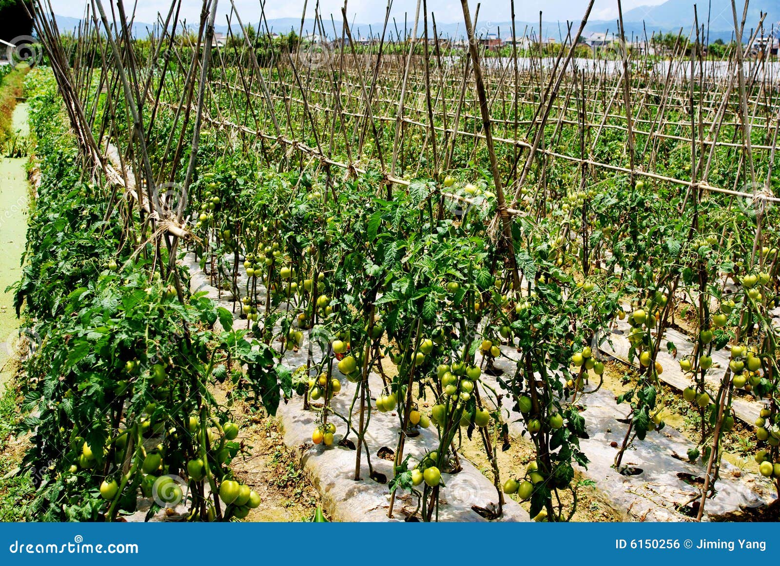 Plantation des tomates photo stock. Image du amusement - 6150256