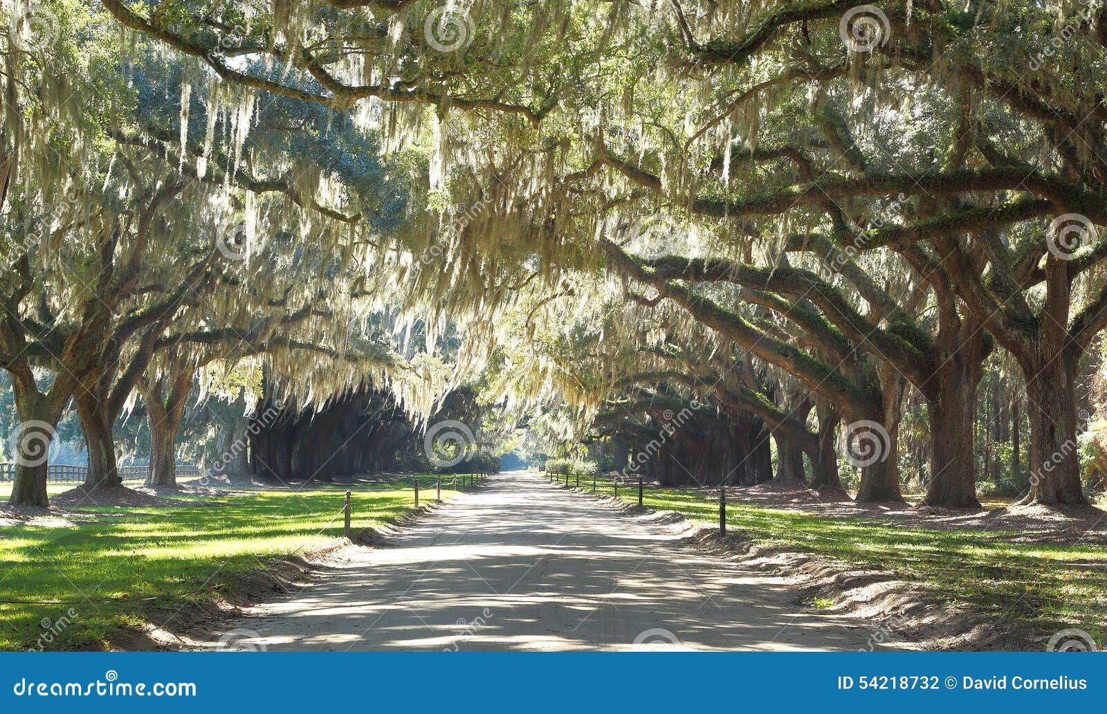 Plantation Driveway stock photo. Image of hall, avenue - 54218732