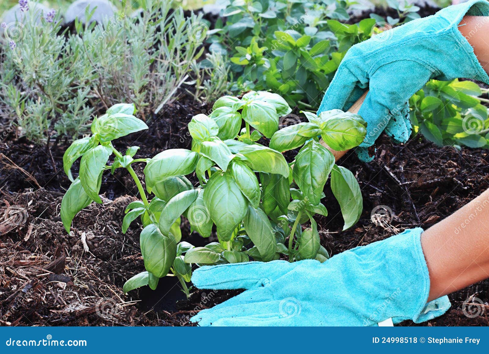 Plantation du basilic photo stock. Image du cuir, accroissement - 24998518