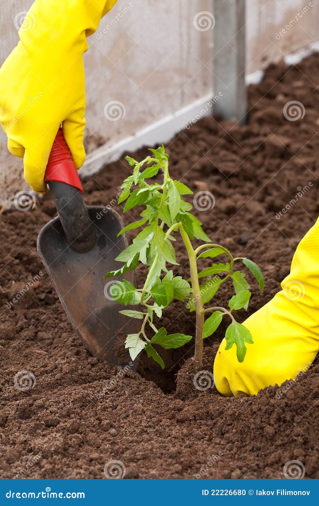 Plantation Du Bec De Tomate En Prise De Masse Photo stock - Image du ...
