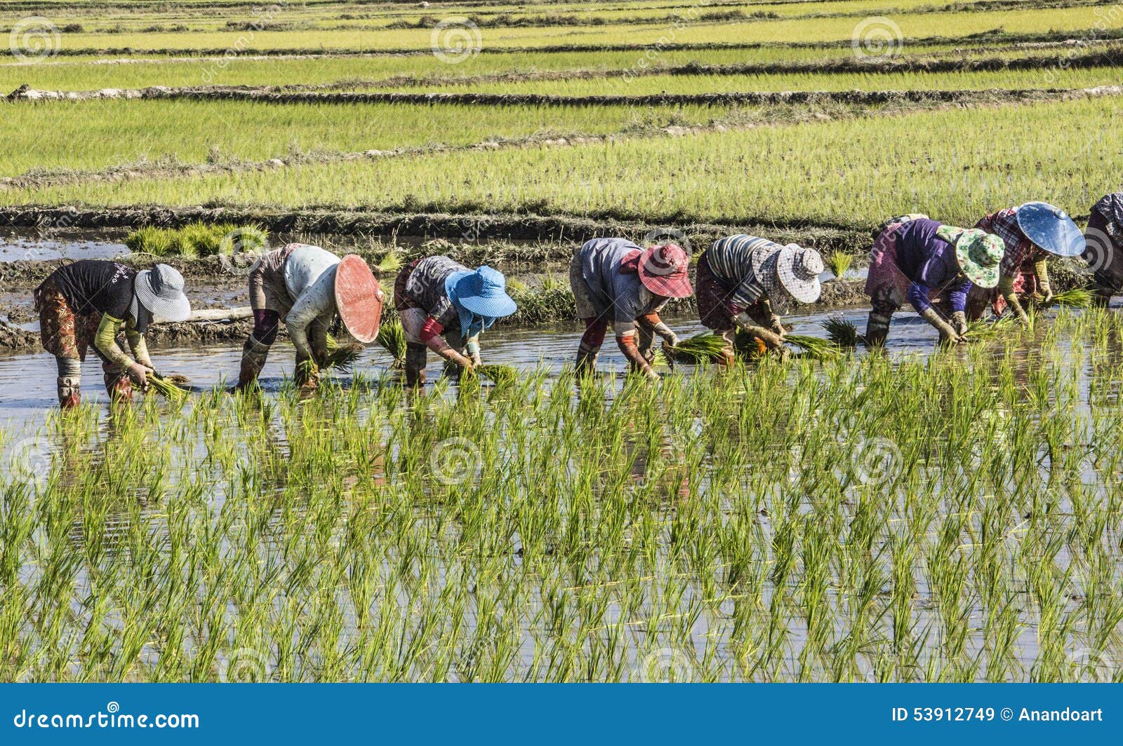 Plantation du riz image stock éditorial. Image du vert - 53912749