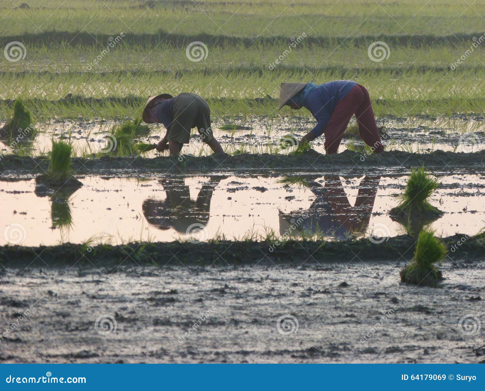 Plantation du riz image stock éditorial. Image of java - 64179069