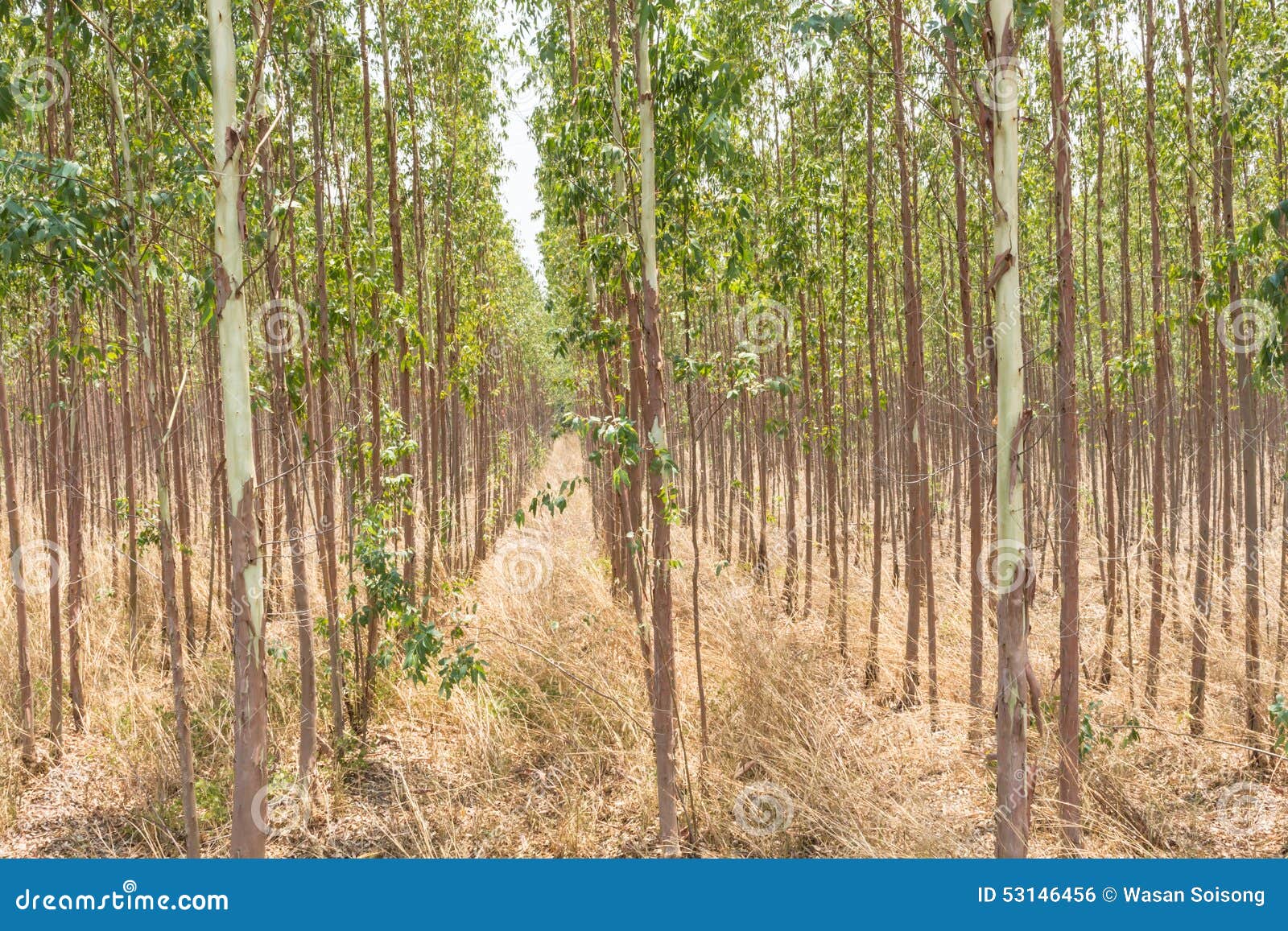 The Plantation of Eucalyptus for Paper Industry Stock Photo - Image of ...
