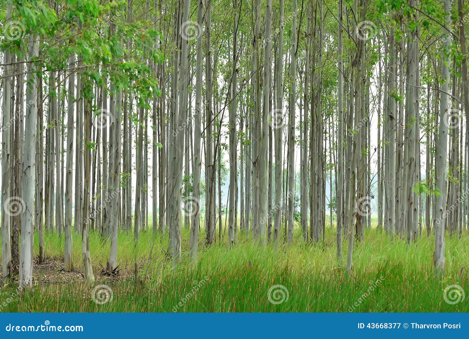 The Plantation of Eucalyptus for Paper Industry Stock Image - Image of ...