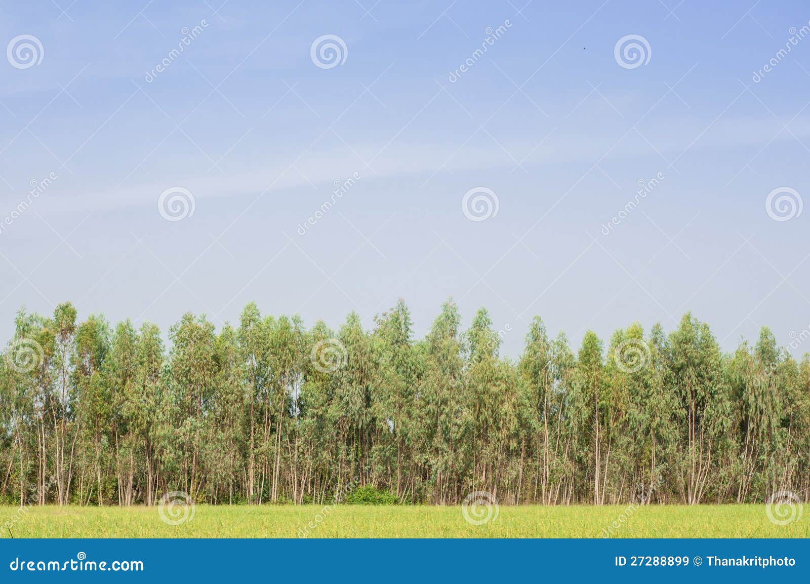 Plantation of Eucalyptus Tree for Paper Industry Stock Image - Image of ...