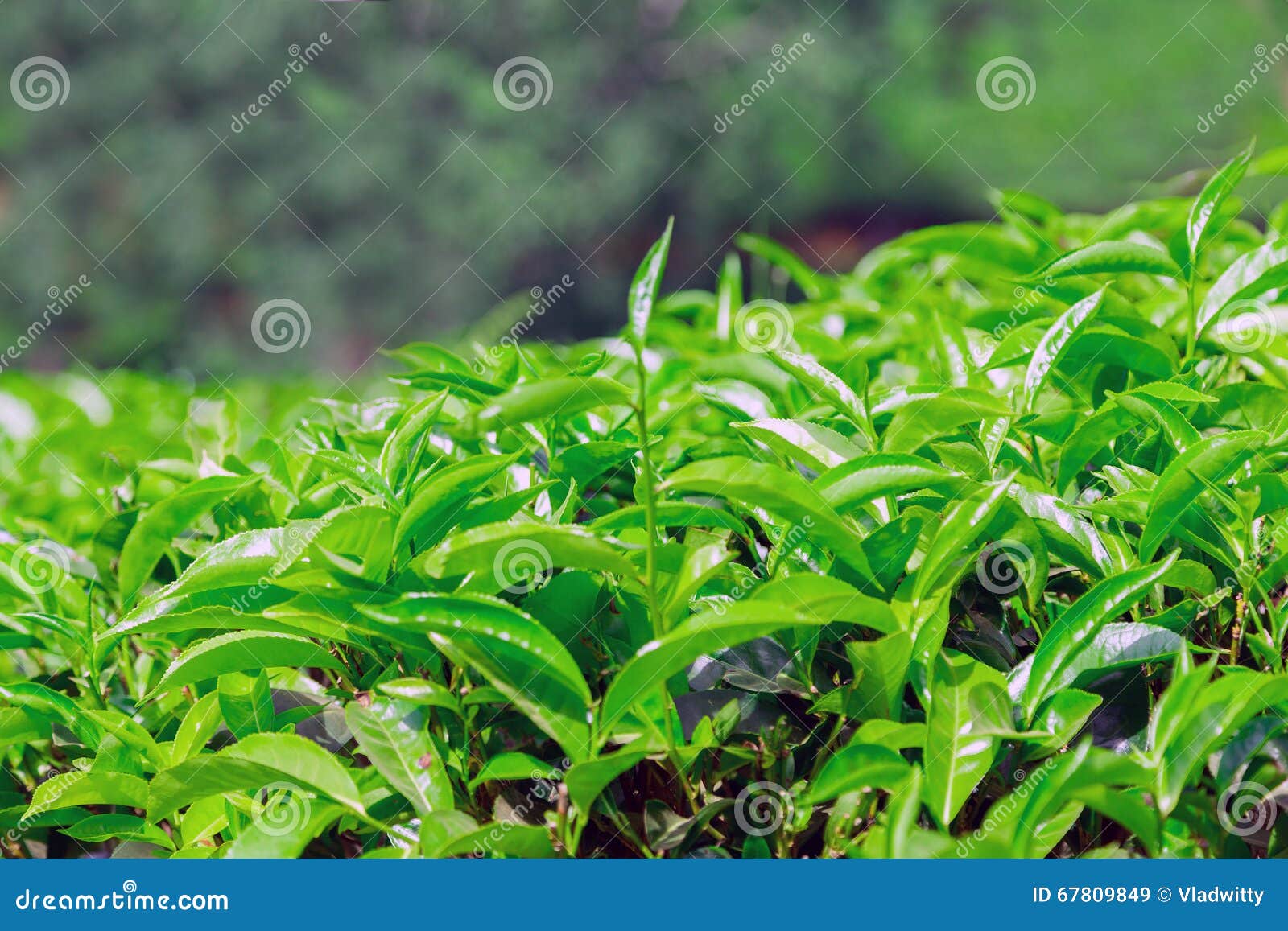 Plantation Fields of Ceylon Tea Stock Image - Image of highlands ...