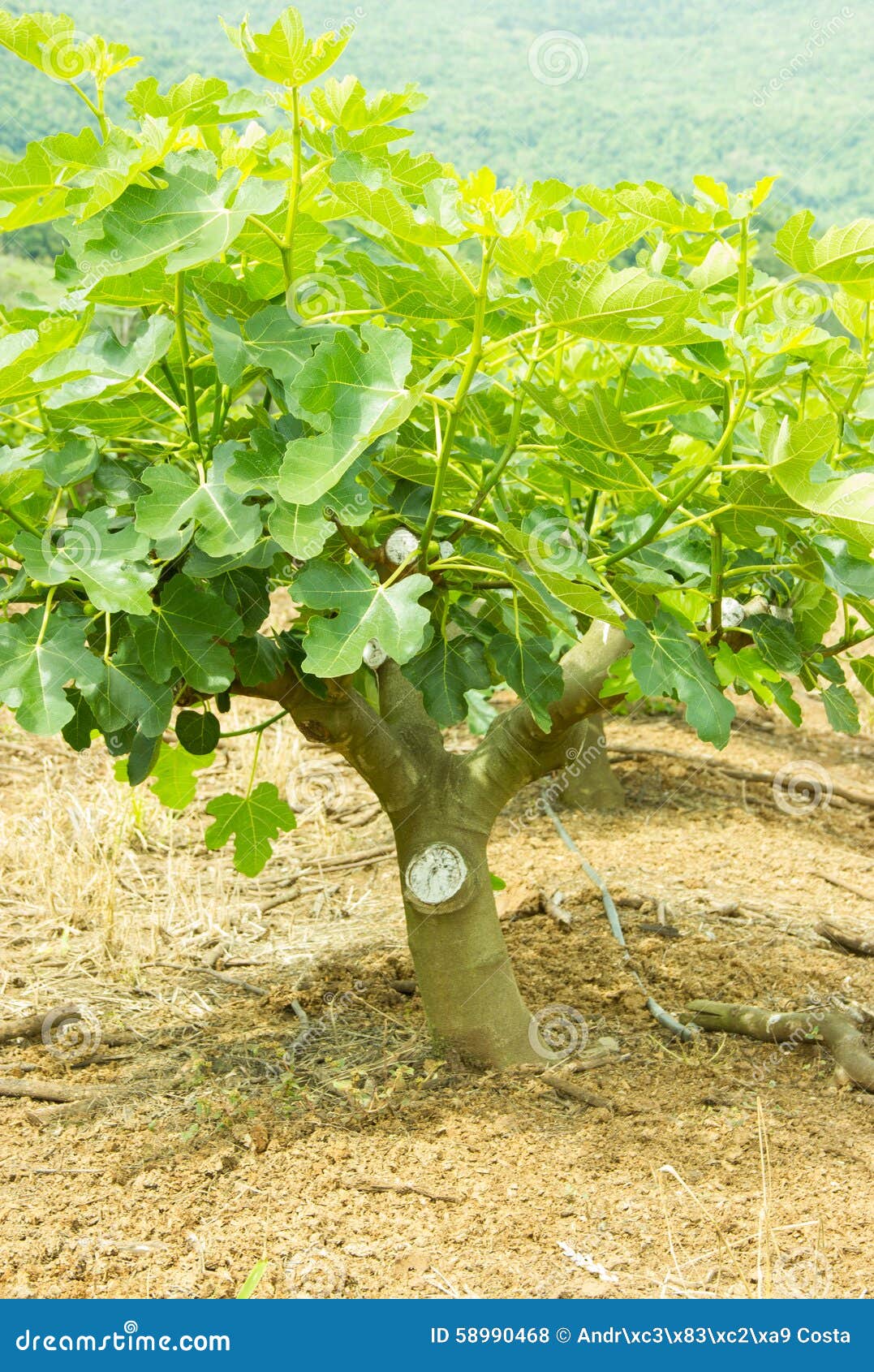Plantation of Fig Trees stock photo. Image of industry - 58990468