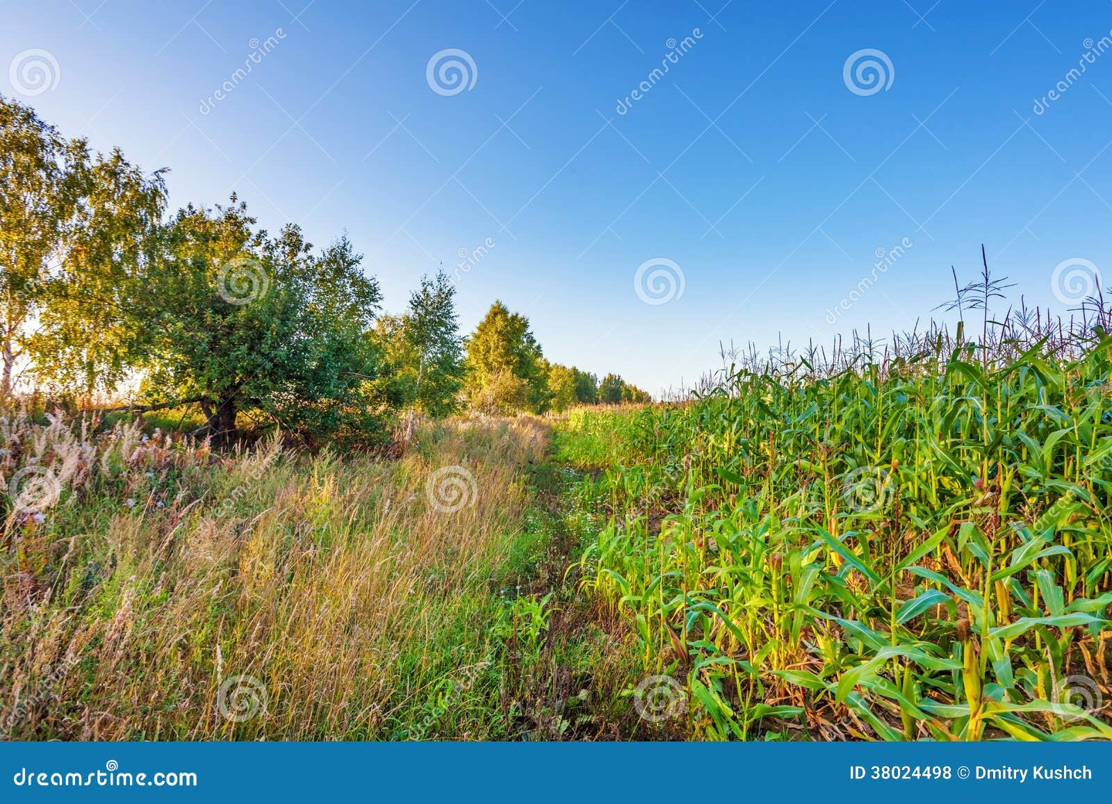 Plantation of fodder corn stock photo. Image of colorful - 38024498