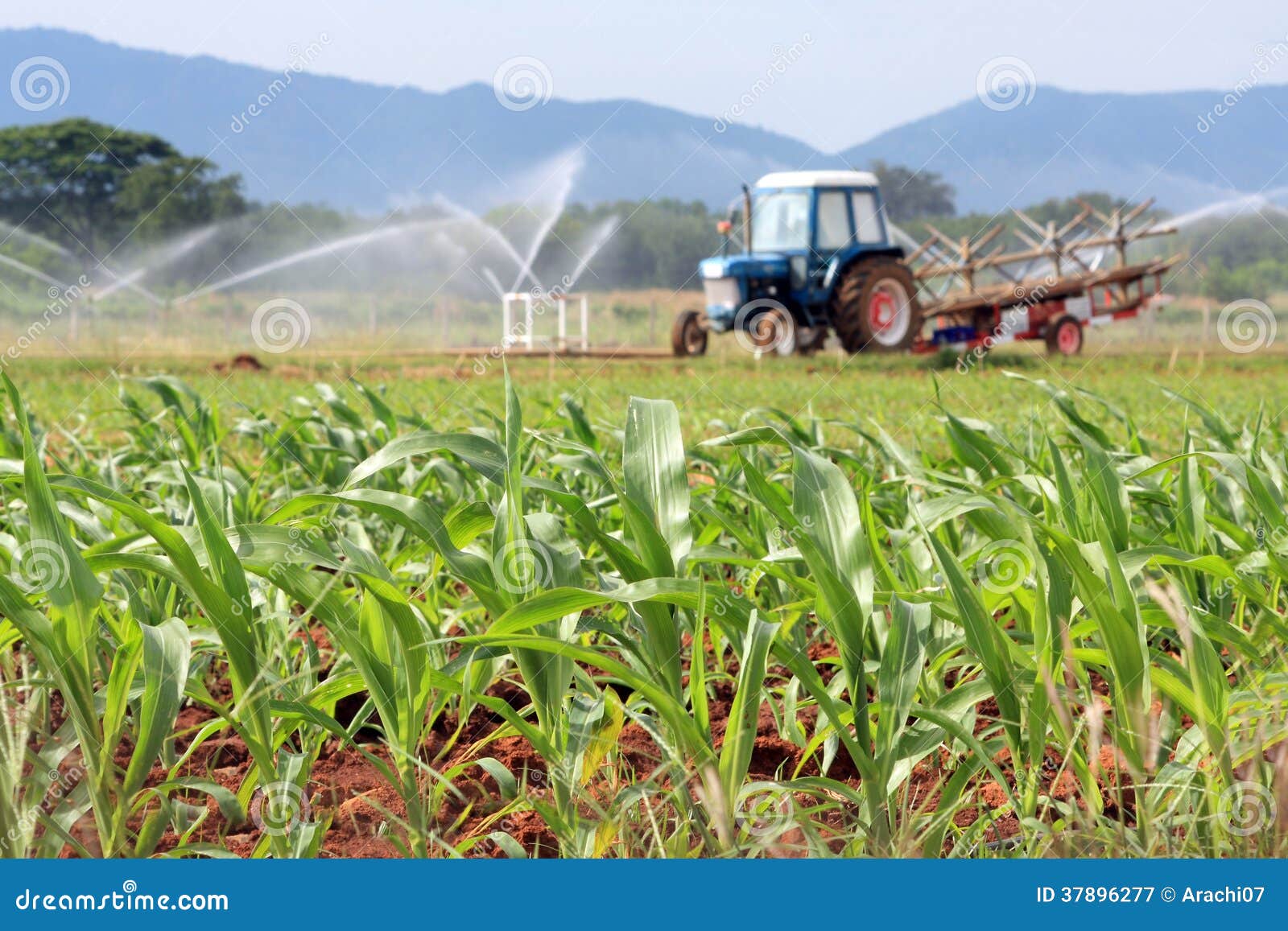 Plantation of Fodder Corn stock image. Image of harvester - 37896277