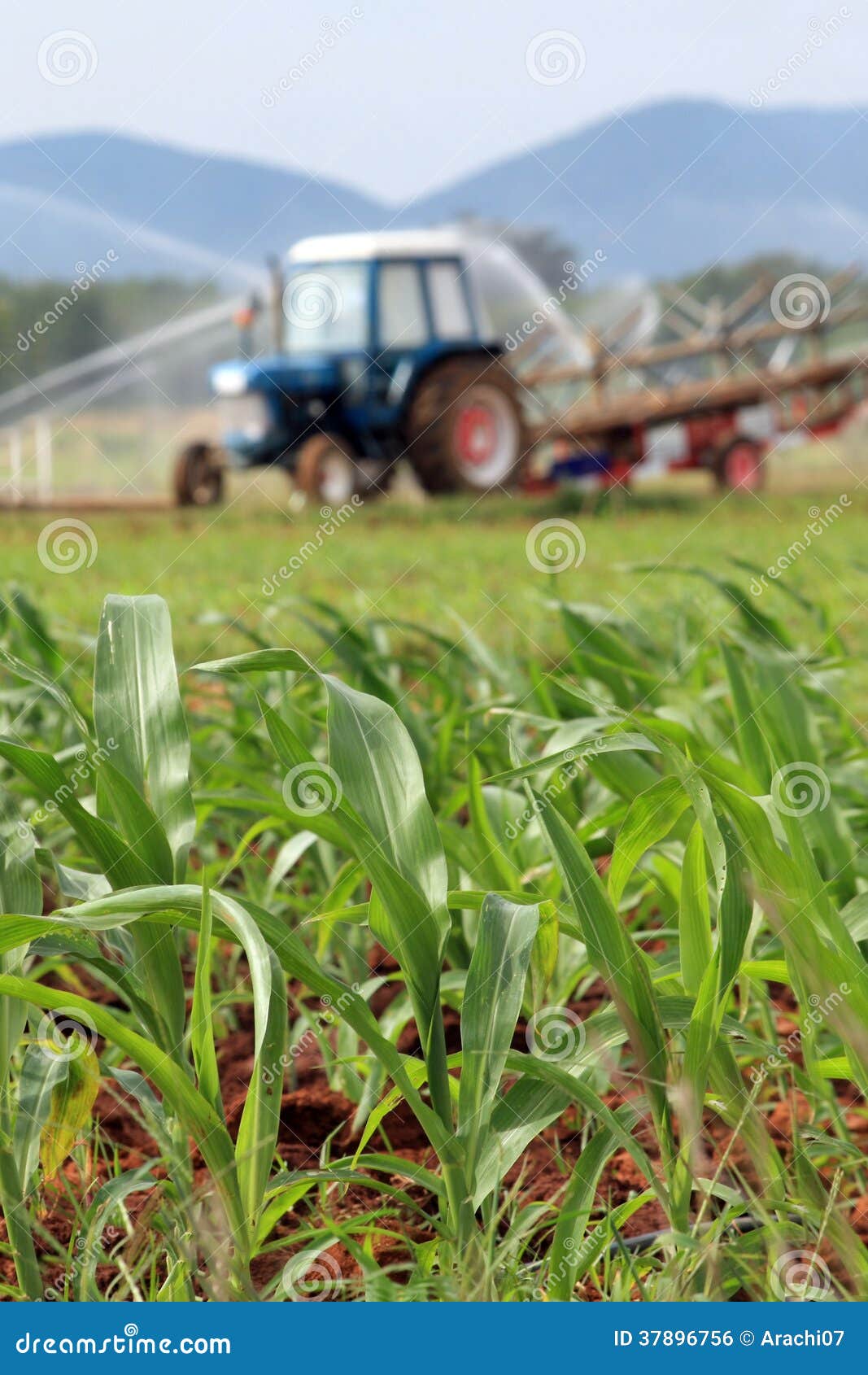 Plantation of Fodder Corn stock photo. Image of outdoors - 37896756