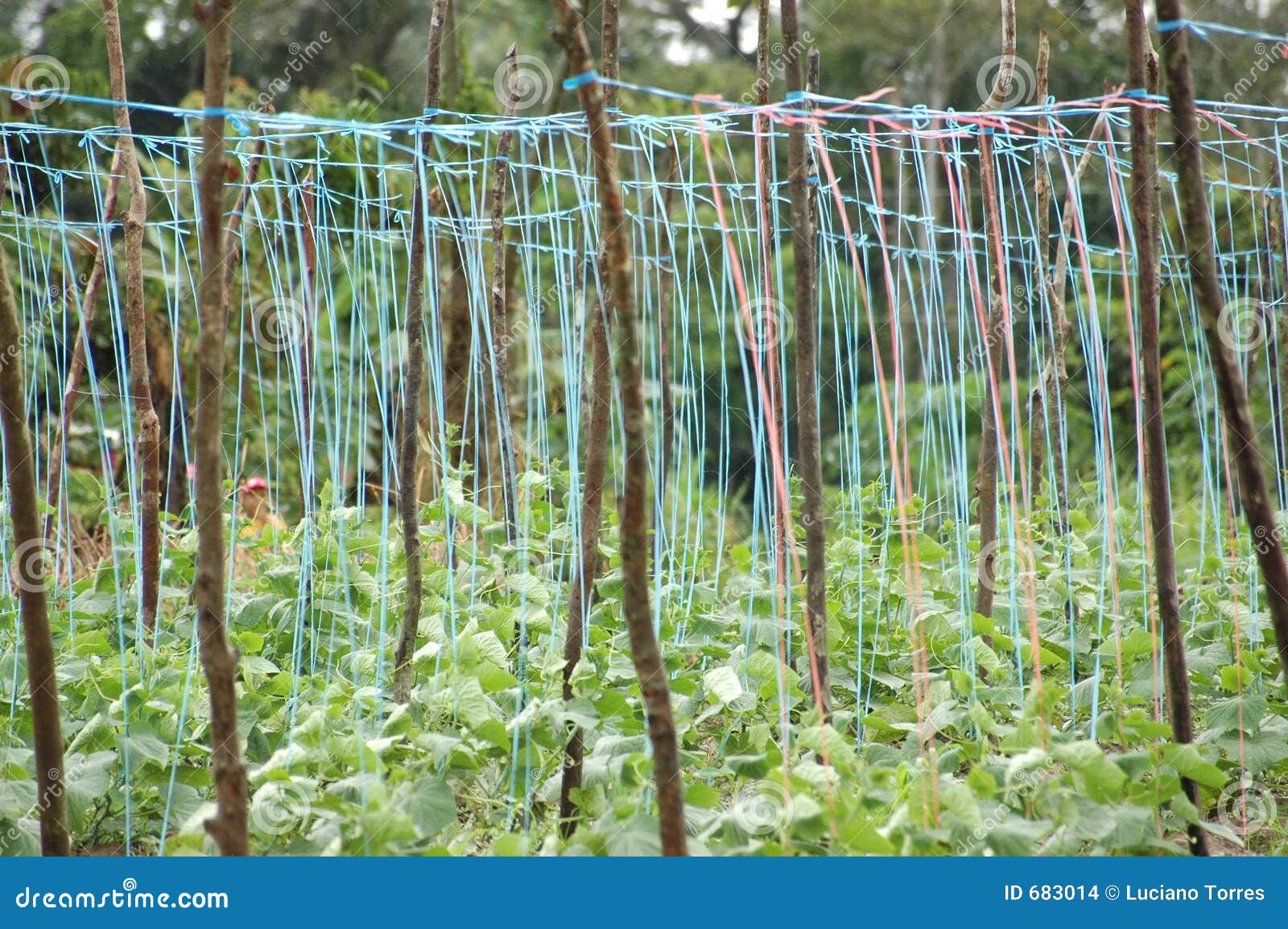 Plantation in the Forest stock photo. Image of solimoes - 683014
