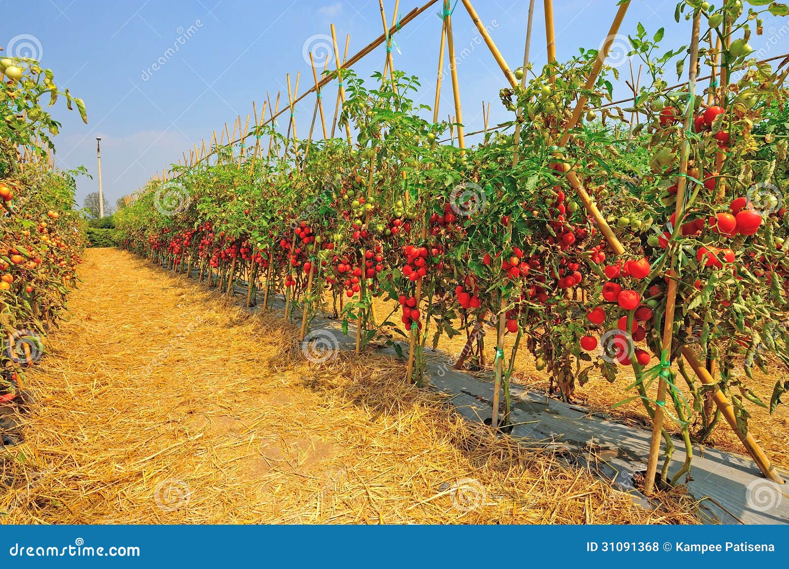 Plantation with Fresh Tomato Stock Photo - Image of botany, cultivated ...