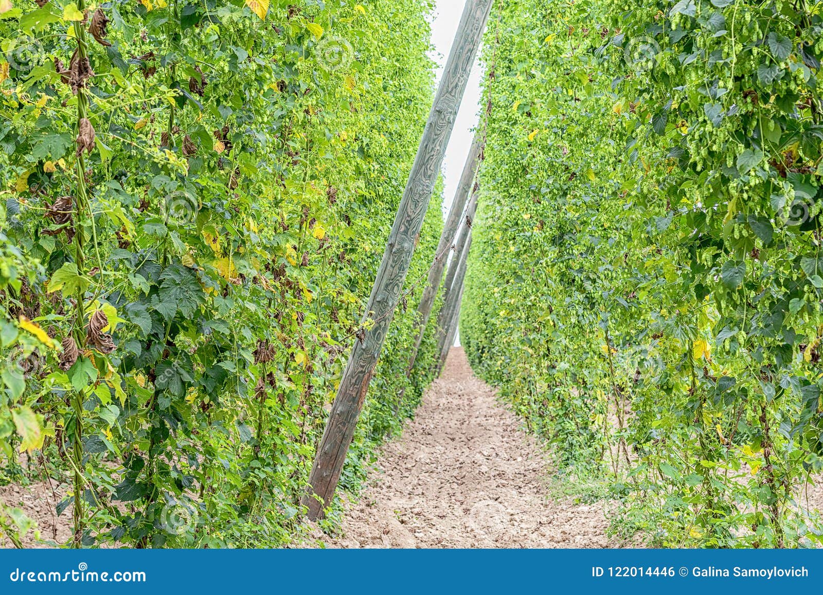 Plantation of hops stock photo. Image of foliage, germany - 122014446