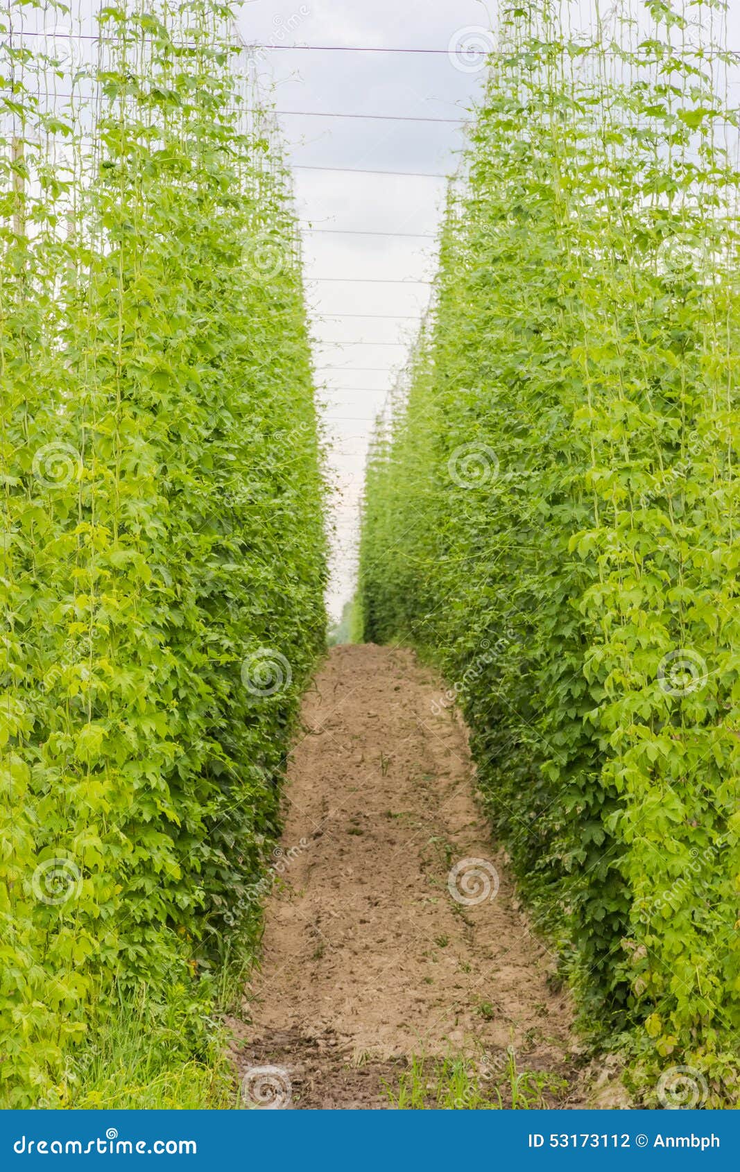 Plantation of hops stock photo. Image of agronomy, manufacturing - 53173112