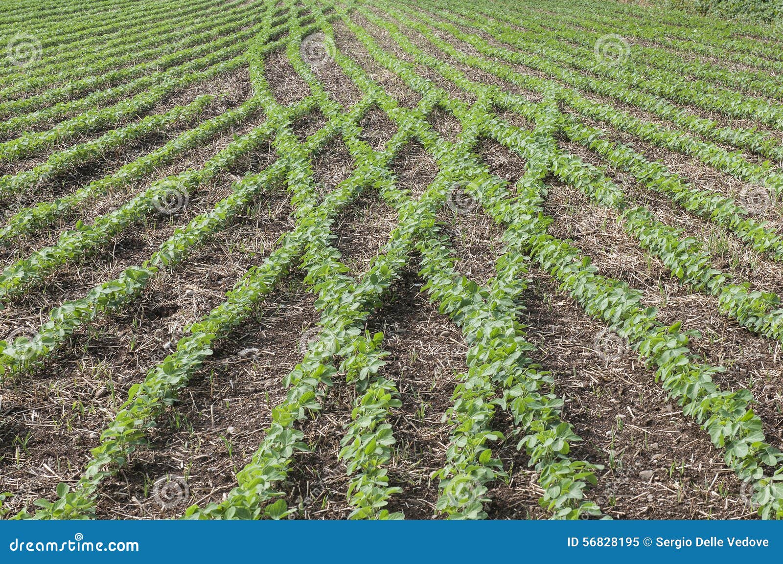 Plantation stock image. Image of nutrition, farmworker - 56828195