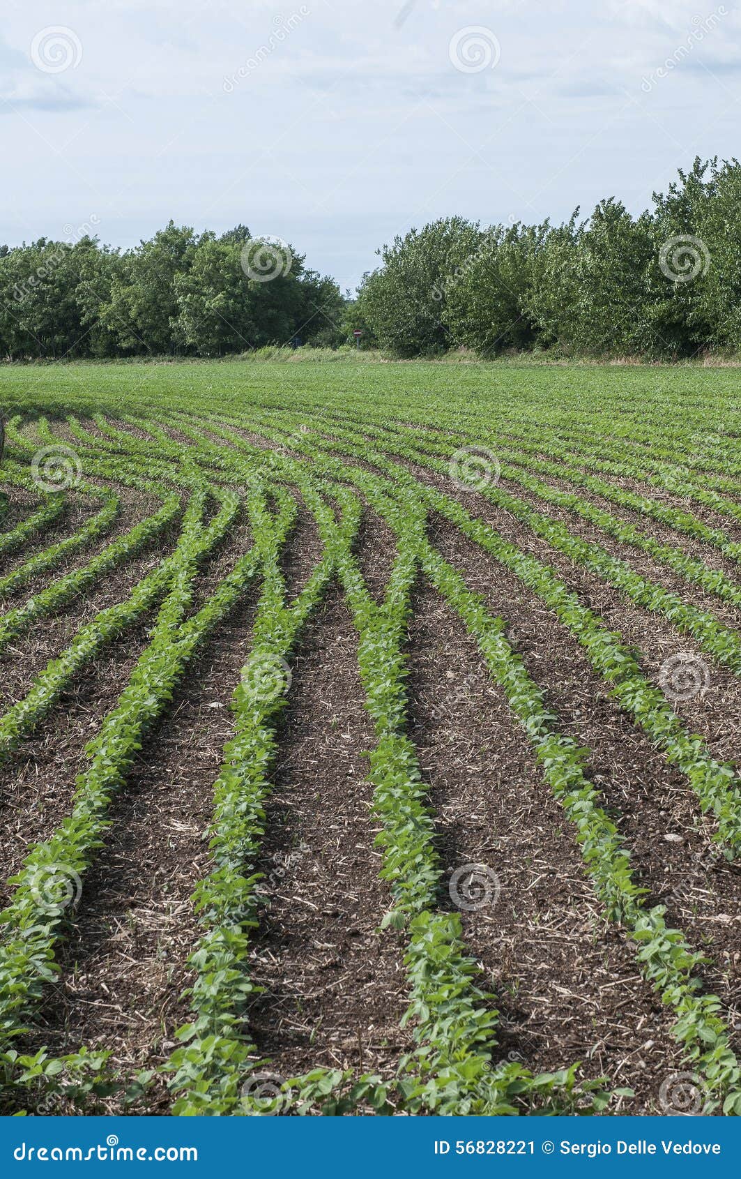 Plantation stock image. Image of tree, grass, crop, field - 56828221