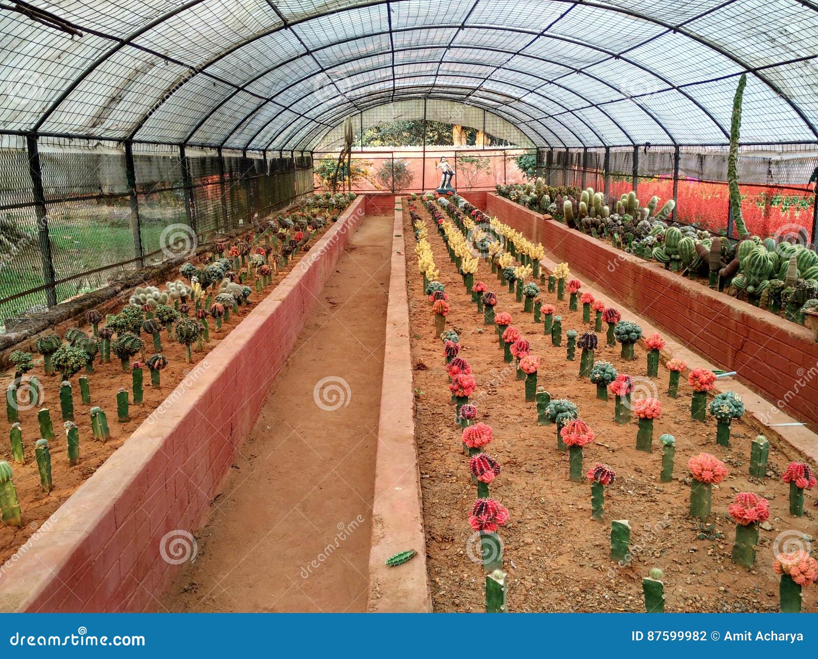 Plantation stock photo. Image of plants, plantation, underground - 87599982