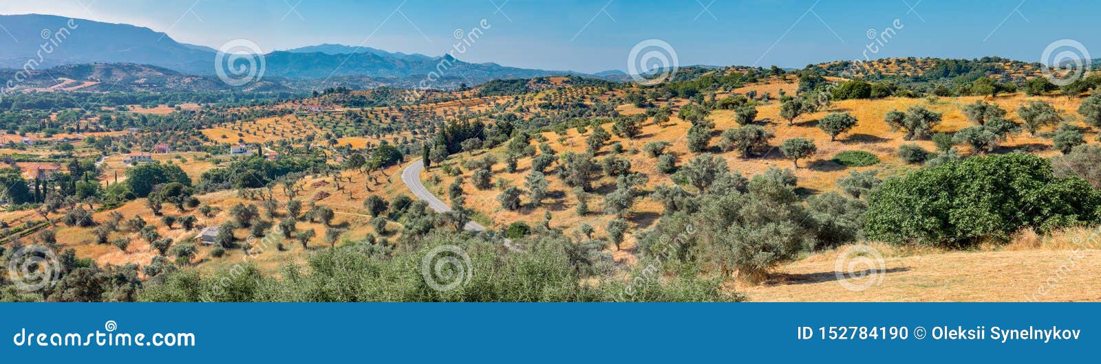Plantation of Olives on the Background of the Blue Sky. View of Olive ...