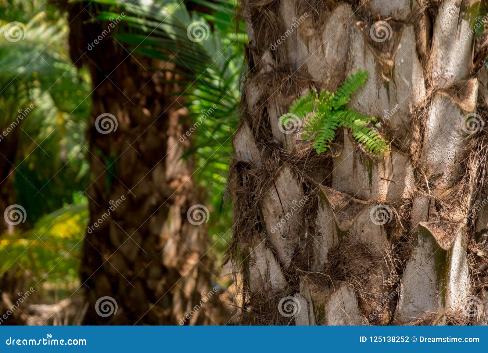 Plantation of Palm Oil Tree in a Farm Stock Photo - Image of food ...