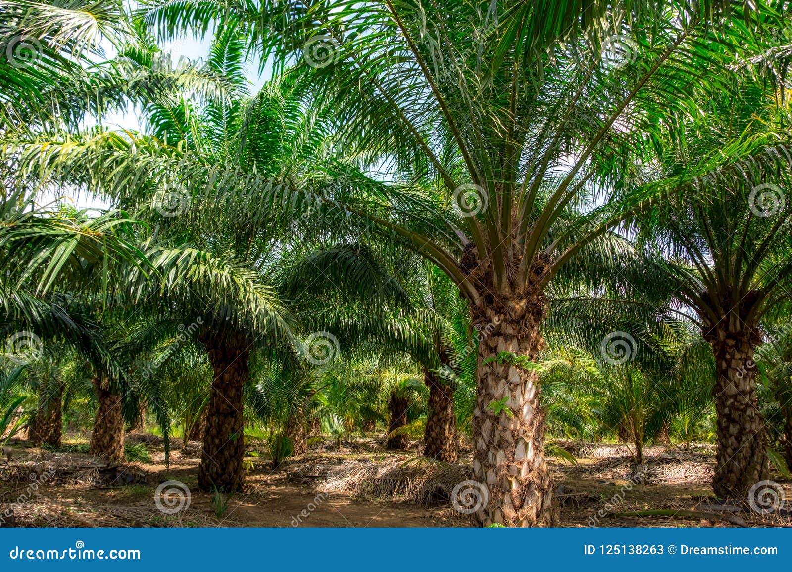 Plantation of Palm Oil Tree in Farm. Stock Image - Image of morning ...