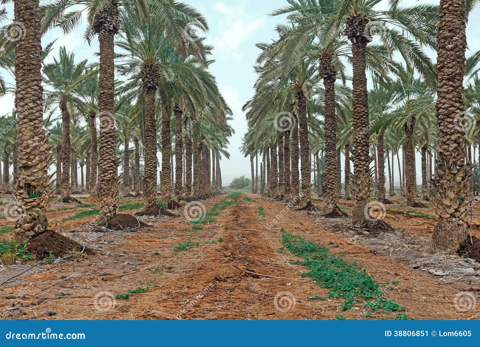 Plantation of palm trees stock image. Image of israel - 38806851