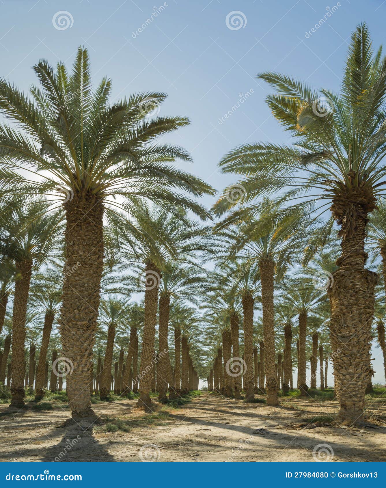 Plantation of Palms in Desert, Israel Stock Photo - Image of ...