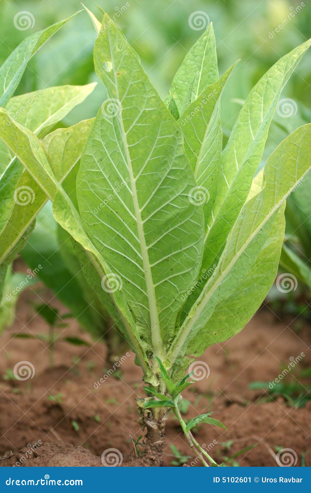 Plantation plant in Malawi stock image. Image of grass - 5102601