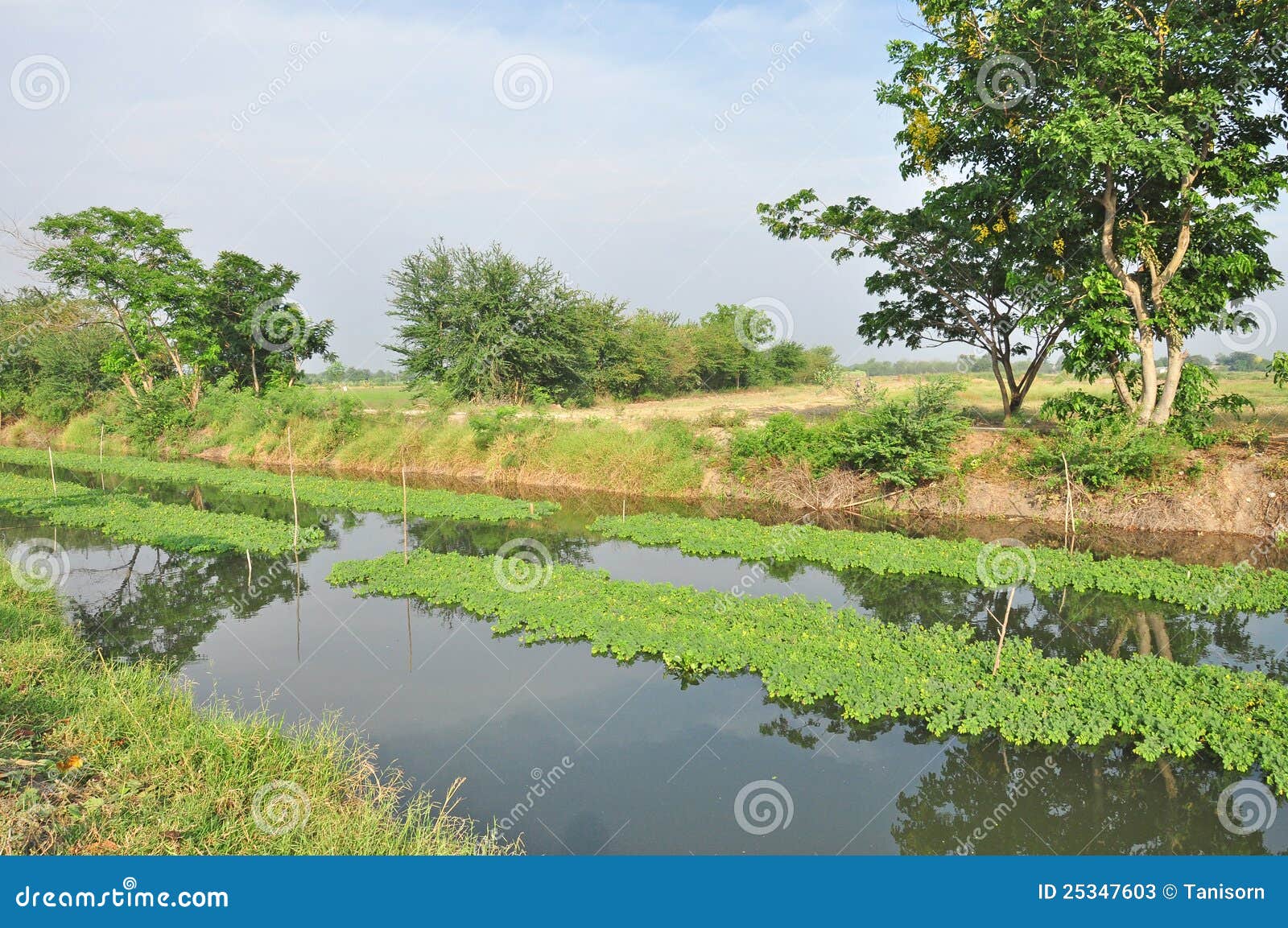 Plantation on pond stock image. Image of hydroponic, grass - 25347603
