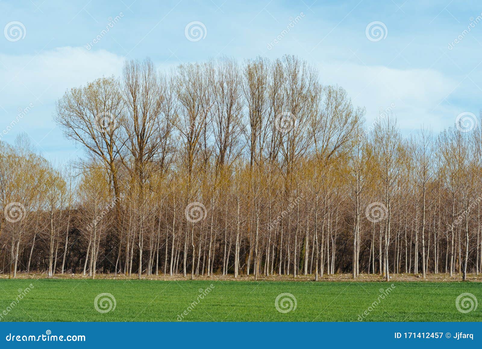 Plantation of Poplar Trees. Populus Nigra Stock Image - Image of ...