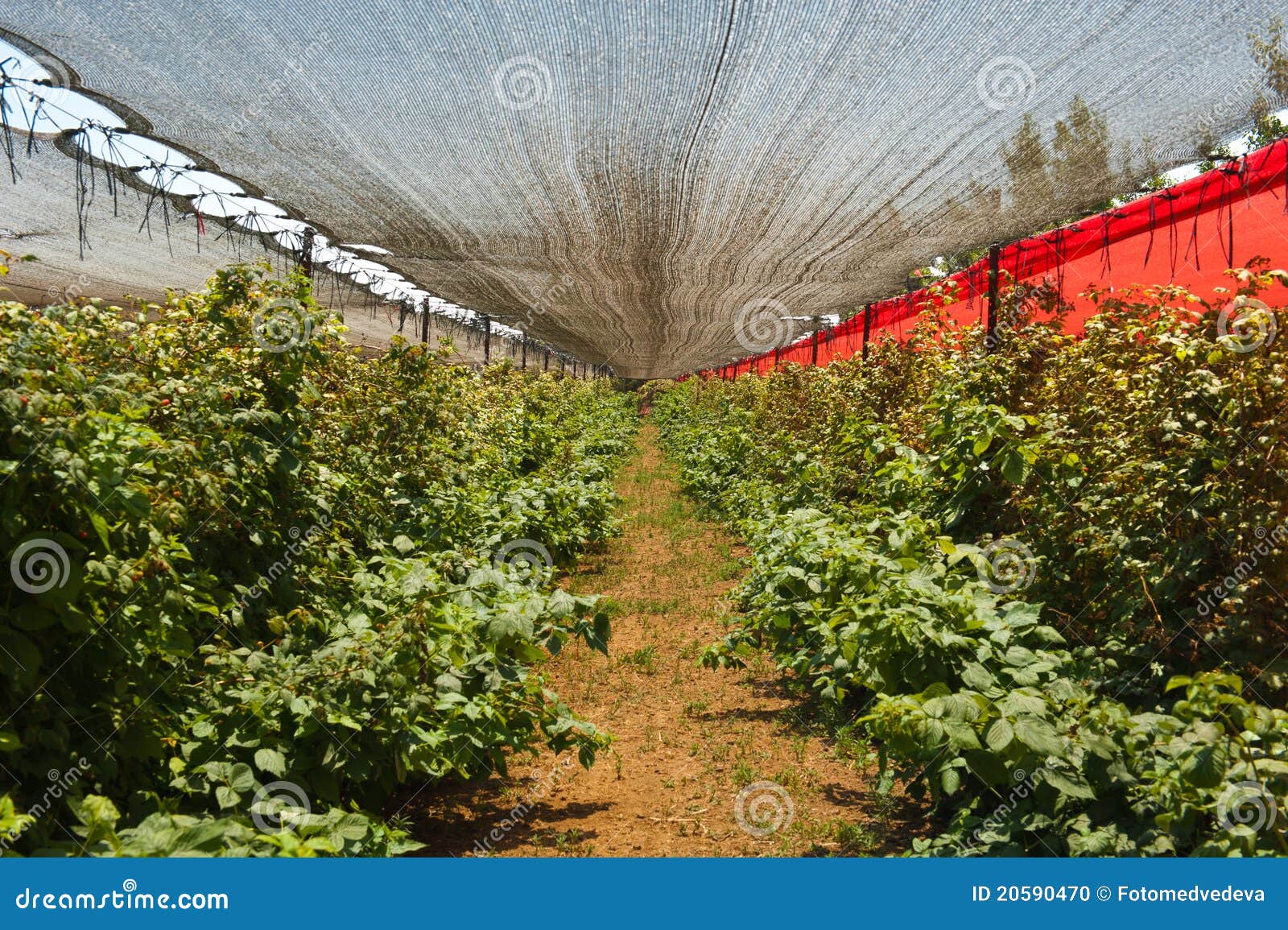 Plantation of Raspberries and Blackberry Stock Photo - Image of field ...