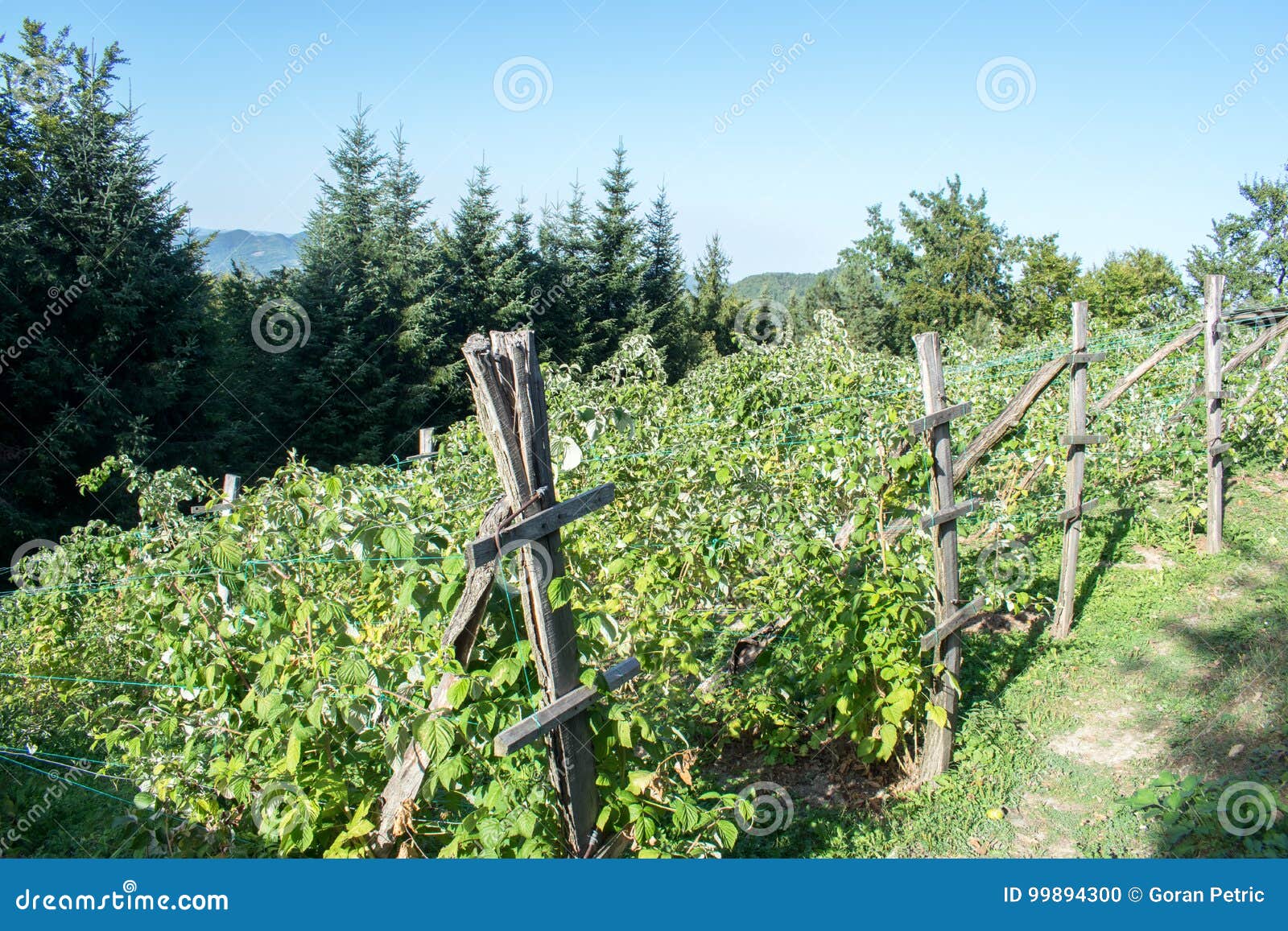 Plantation of Raspberries Rubus Idaeus L. Stock Photo - Image of rural ...