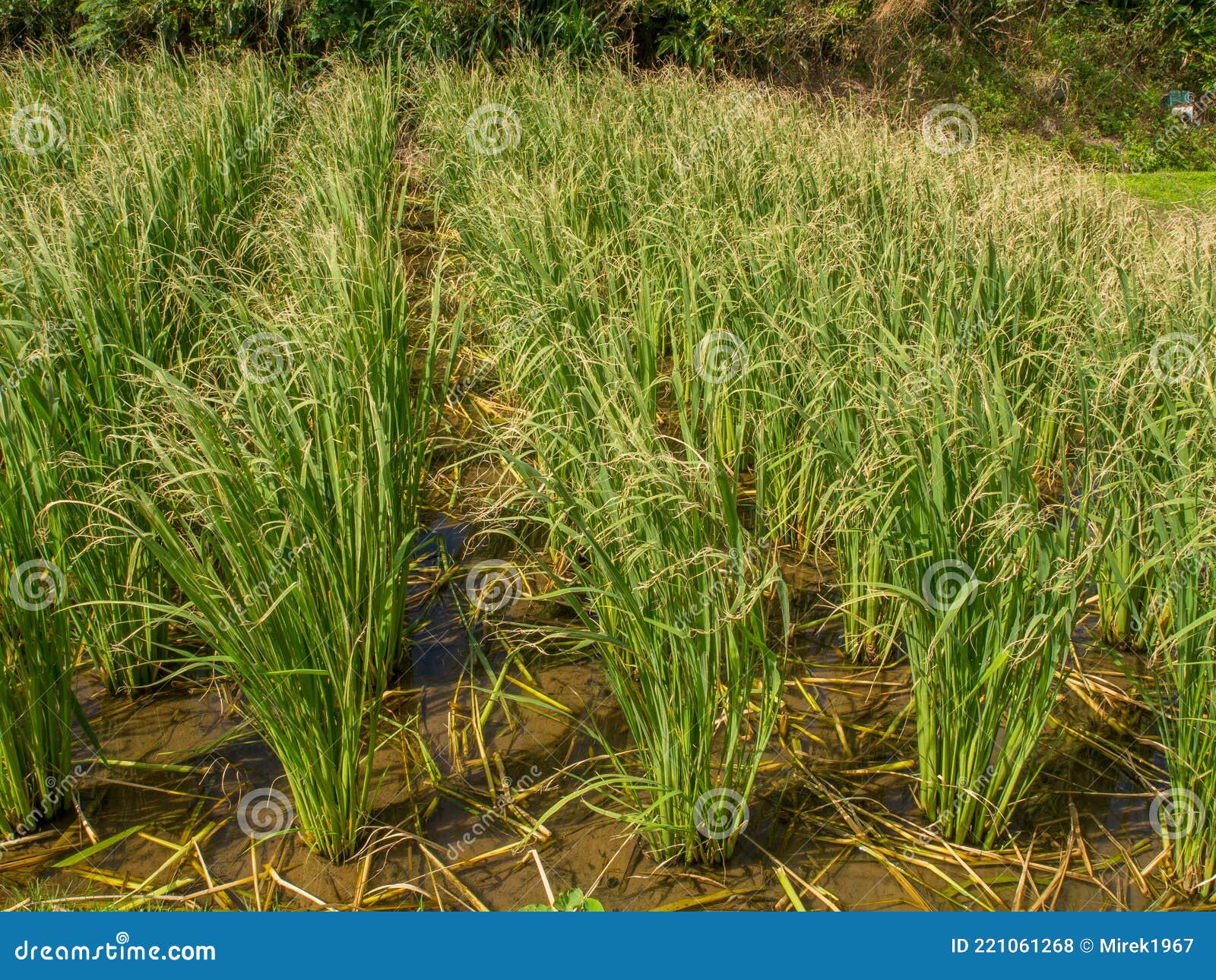 Plantation of rice stock photo. Image of plant, asia - 221061268