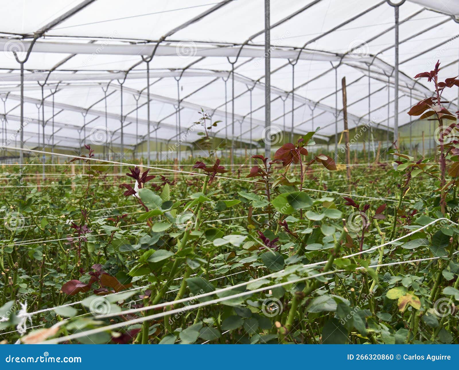 Plantation Roses Growing Inside in a Greenhouse Stock Photo - Image of ...