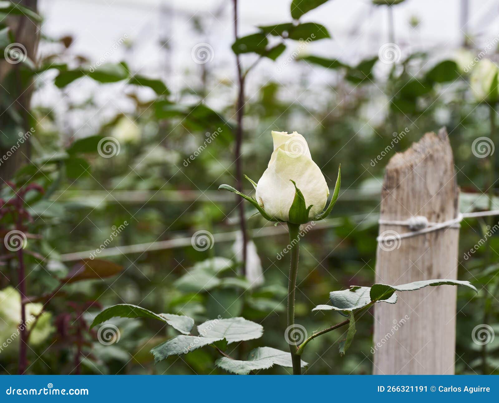 Plantation Roses Growing Inside in a Greenhouse Stock Image - Image of ...