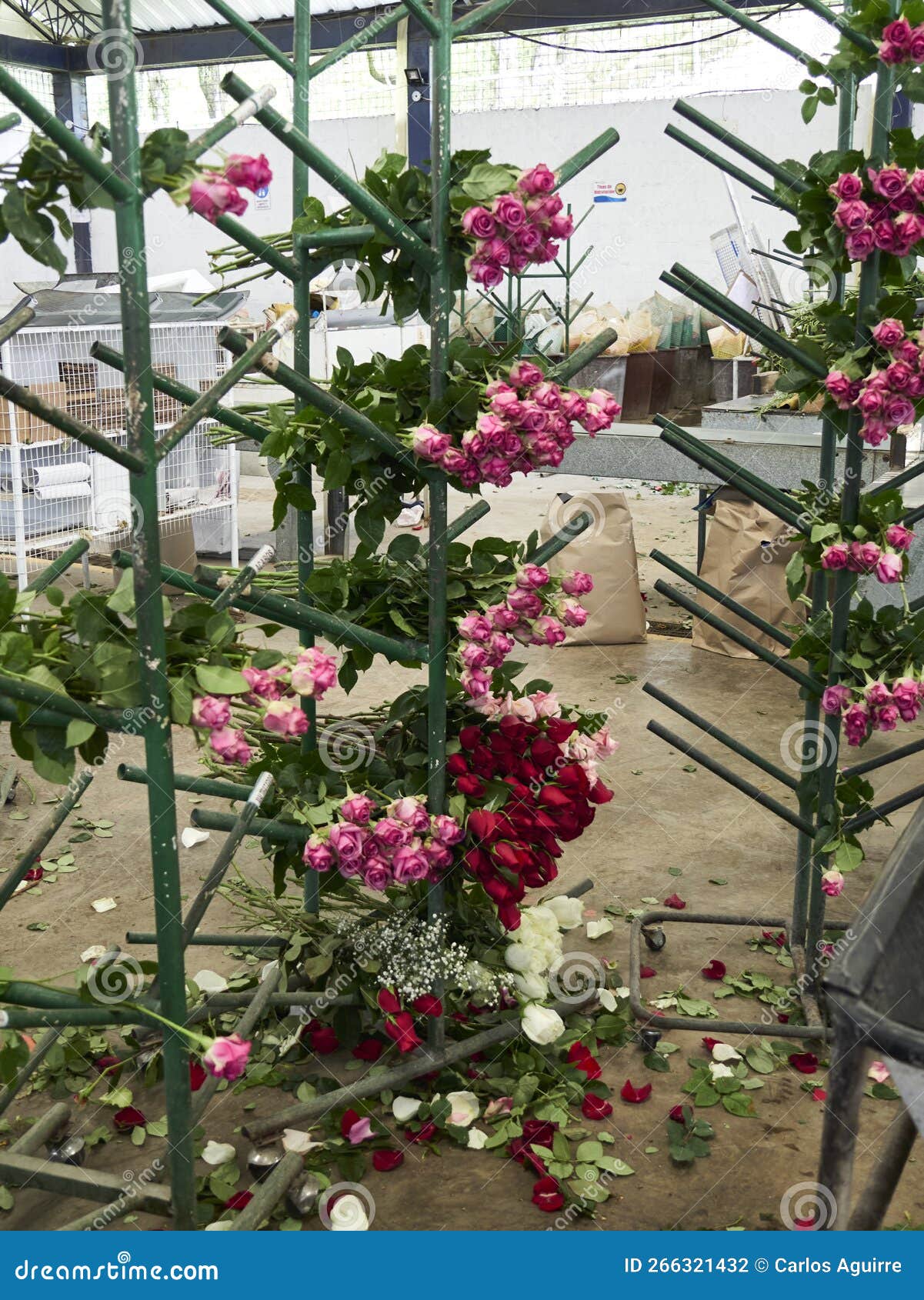 Plantation Roses Growing Inside in a Greenhouse Stock Photo - Image of ...