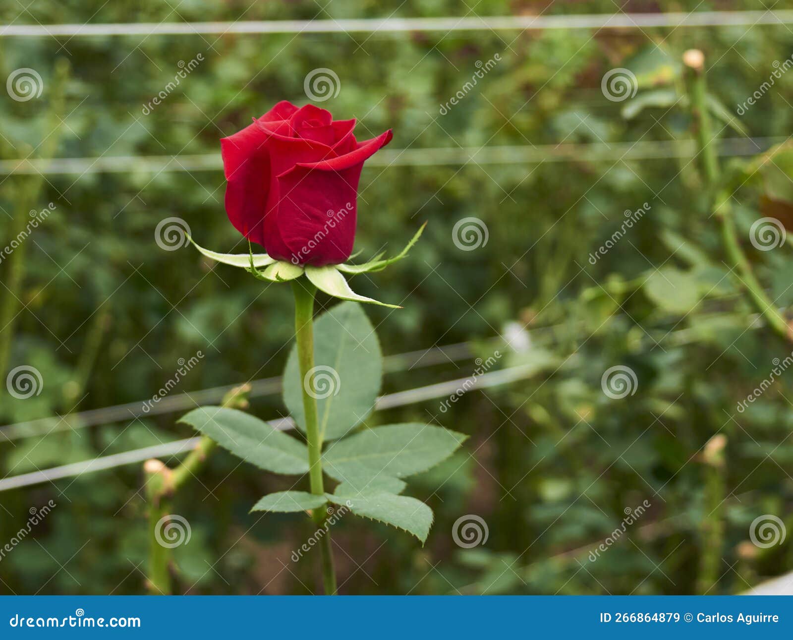 Plantation Roses Growing Inside in a Greenhouse Stock Image - Image of ...