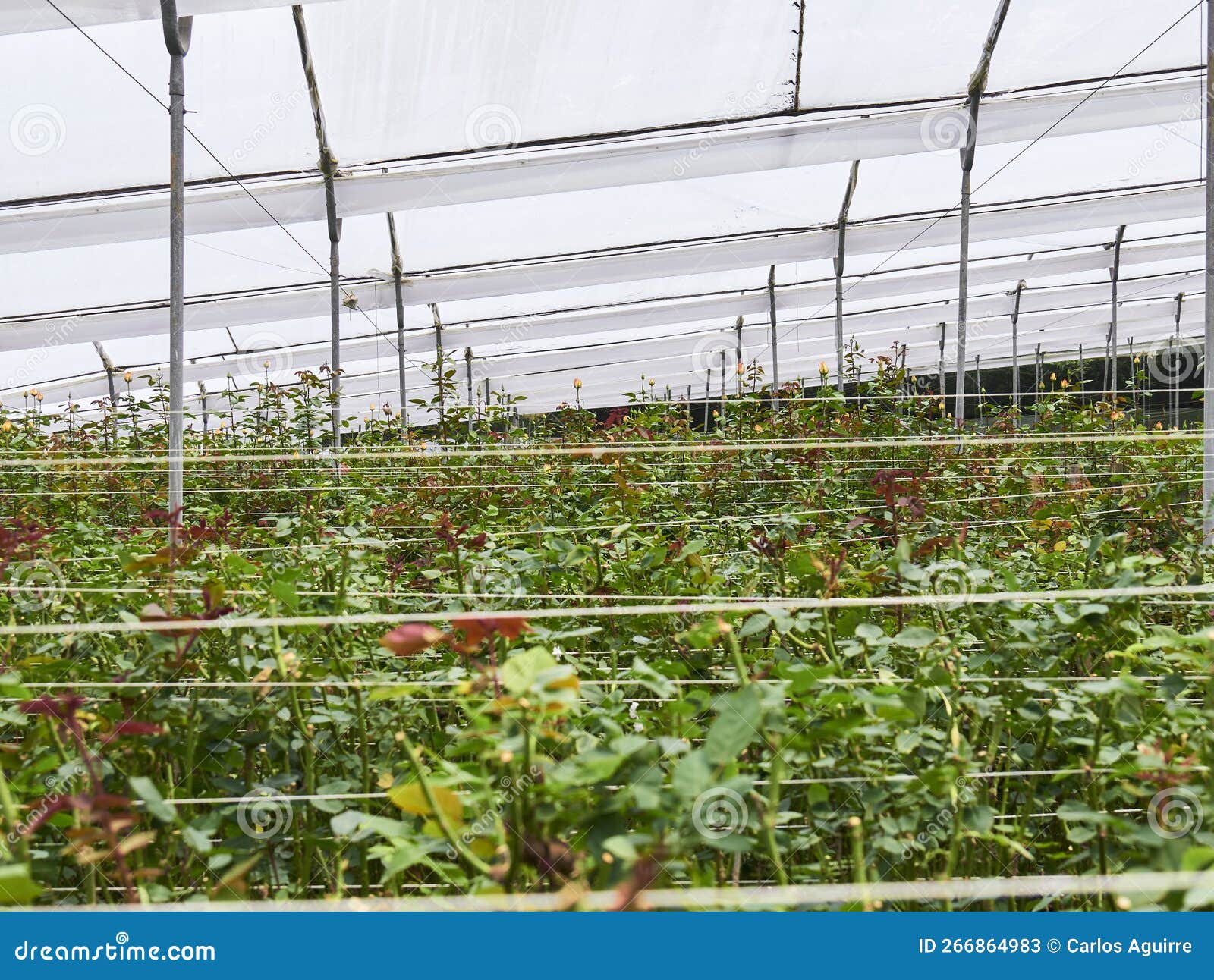 Plantation Roses Growing Inside in a Greenhouse Stock Image - Image of ...