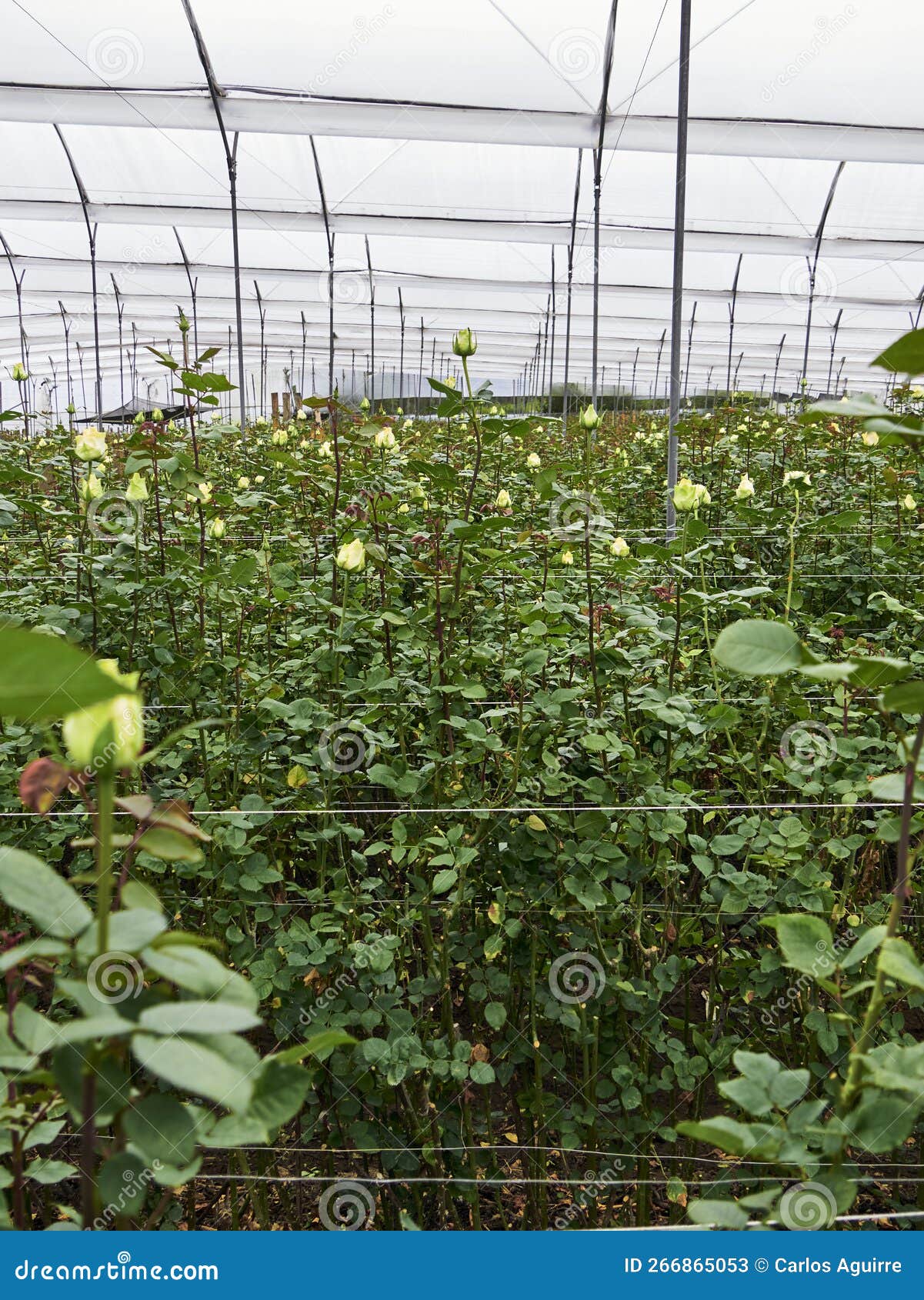 Plantation Roses Growing Inside in a Greenhouse Stock Image - Image of ...