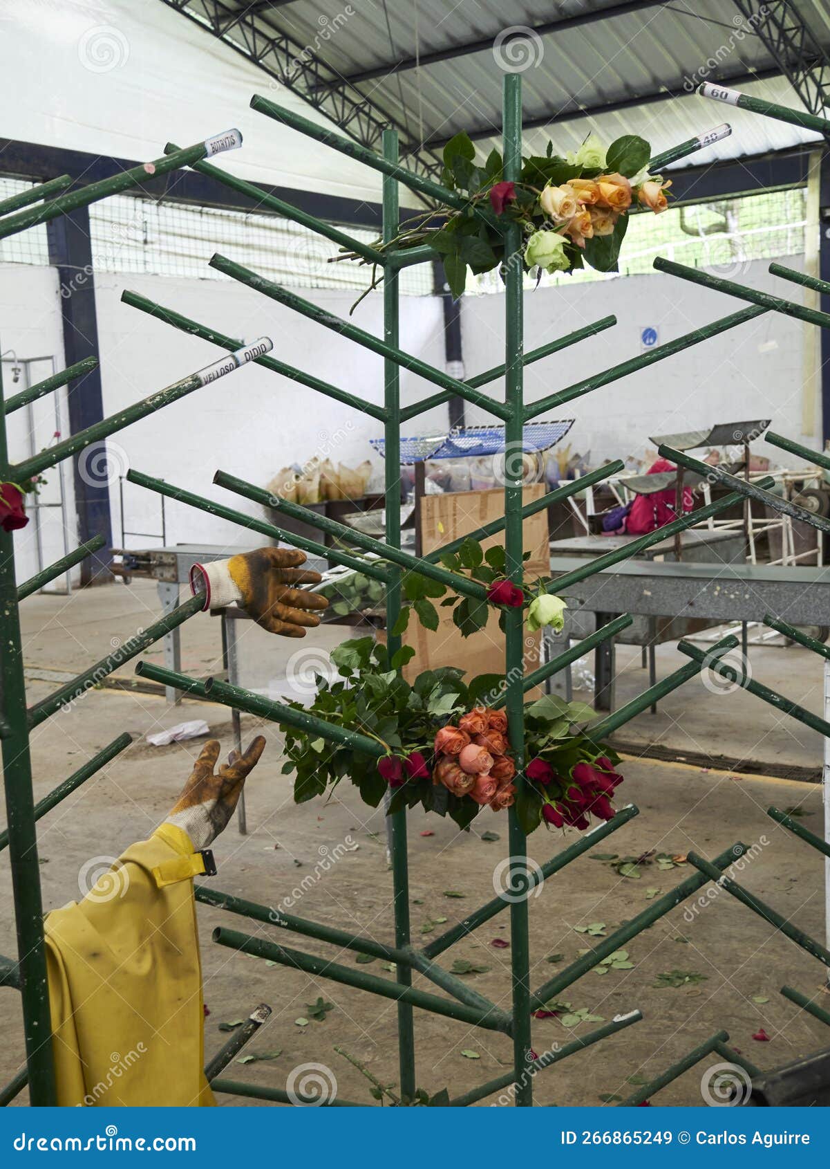 Plantation Roses Growing Inside in a Greenhouse Stock Image - Image of ...
