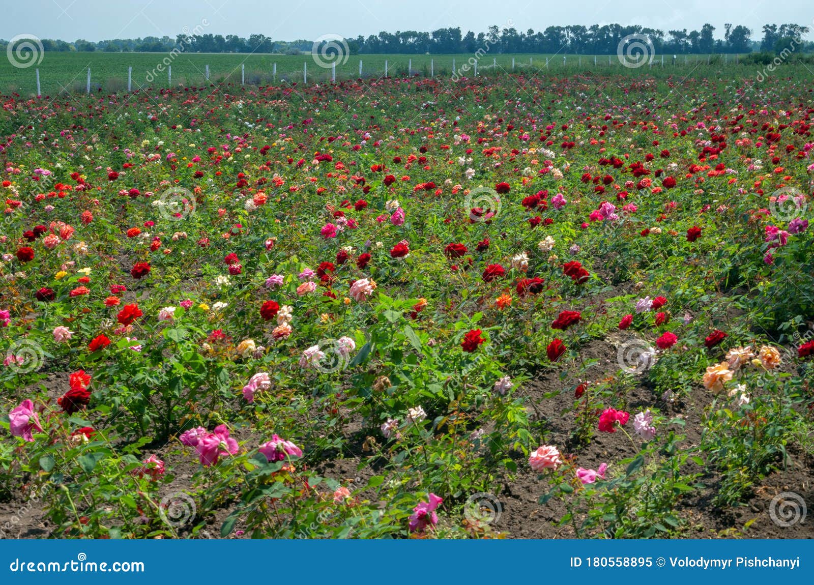 Plantation of Roses in the Middle of the Field. Stock Image - Image of ...