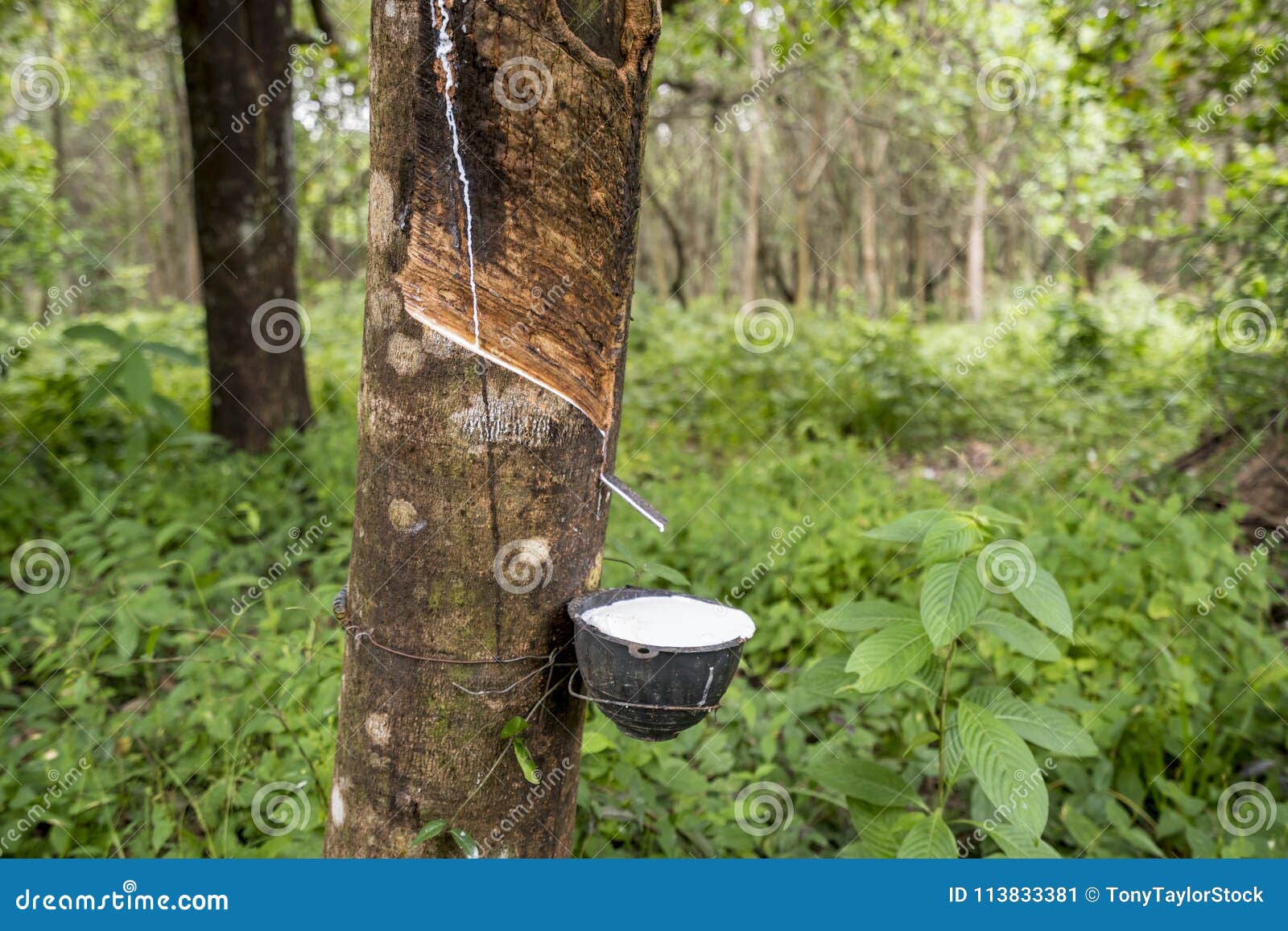 Rubber tree tapping stock image. Image of branch, nature - 113833381