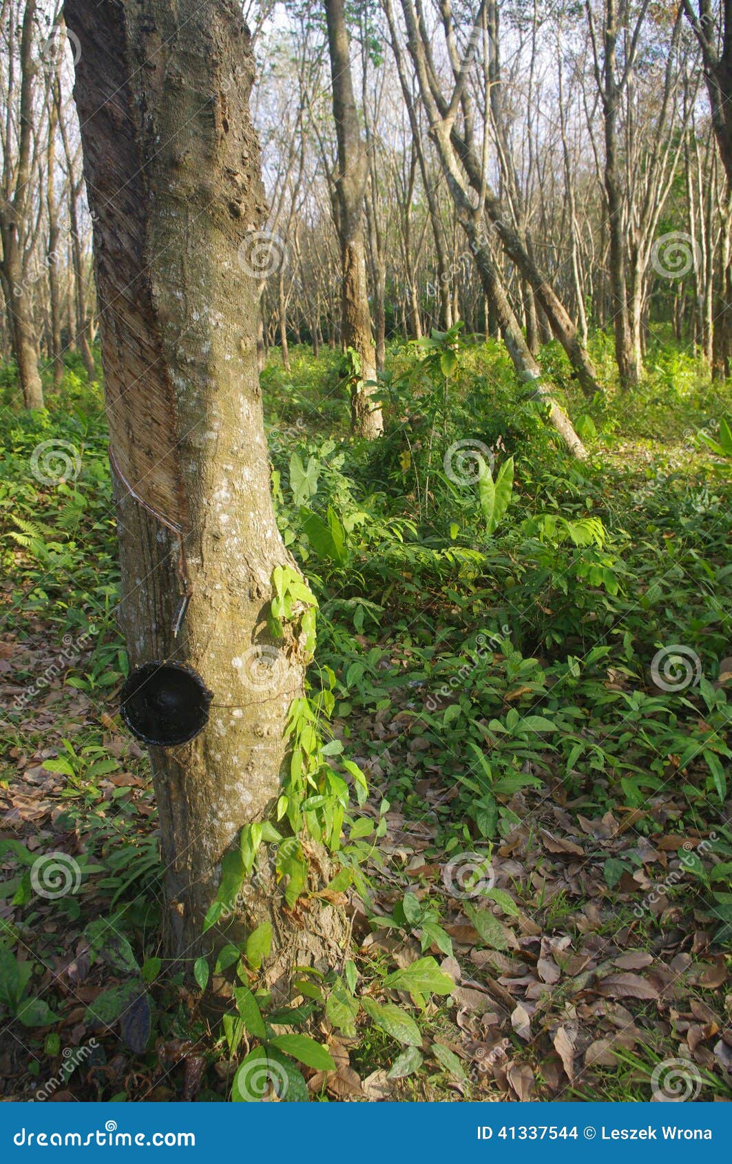 Plantation of Rubber trees stock photo. Image of jungle - 41337544