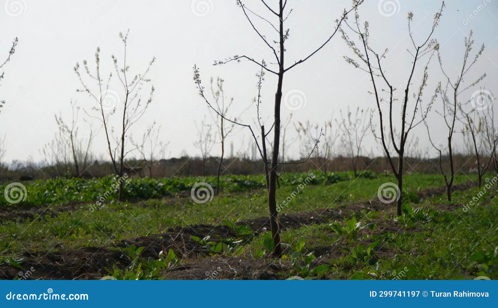Plantation of Soybeans in a Field in Early Spring Stock Image - Image ...