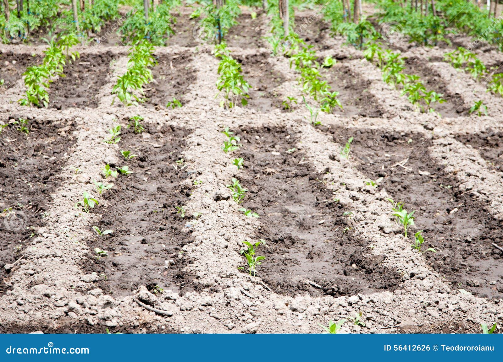 Plantation in spring stock photo. Image of freshness - 56412626